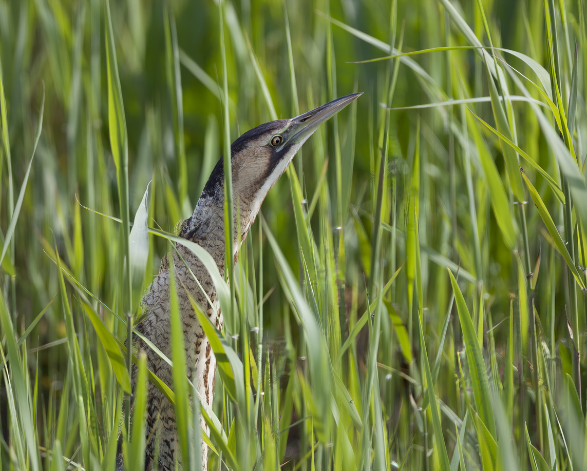 Exploring Minsmere Nature Reserve, A haven for wildlife and nature ...